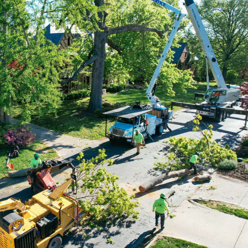 Home - Rite-A-Way Tree and Landscape Services